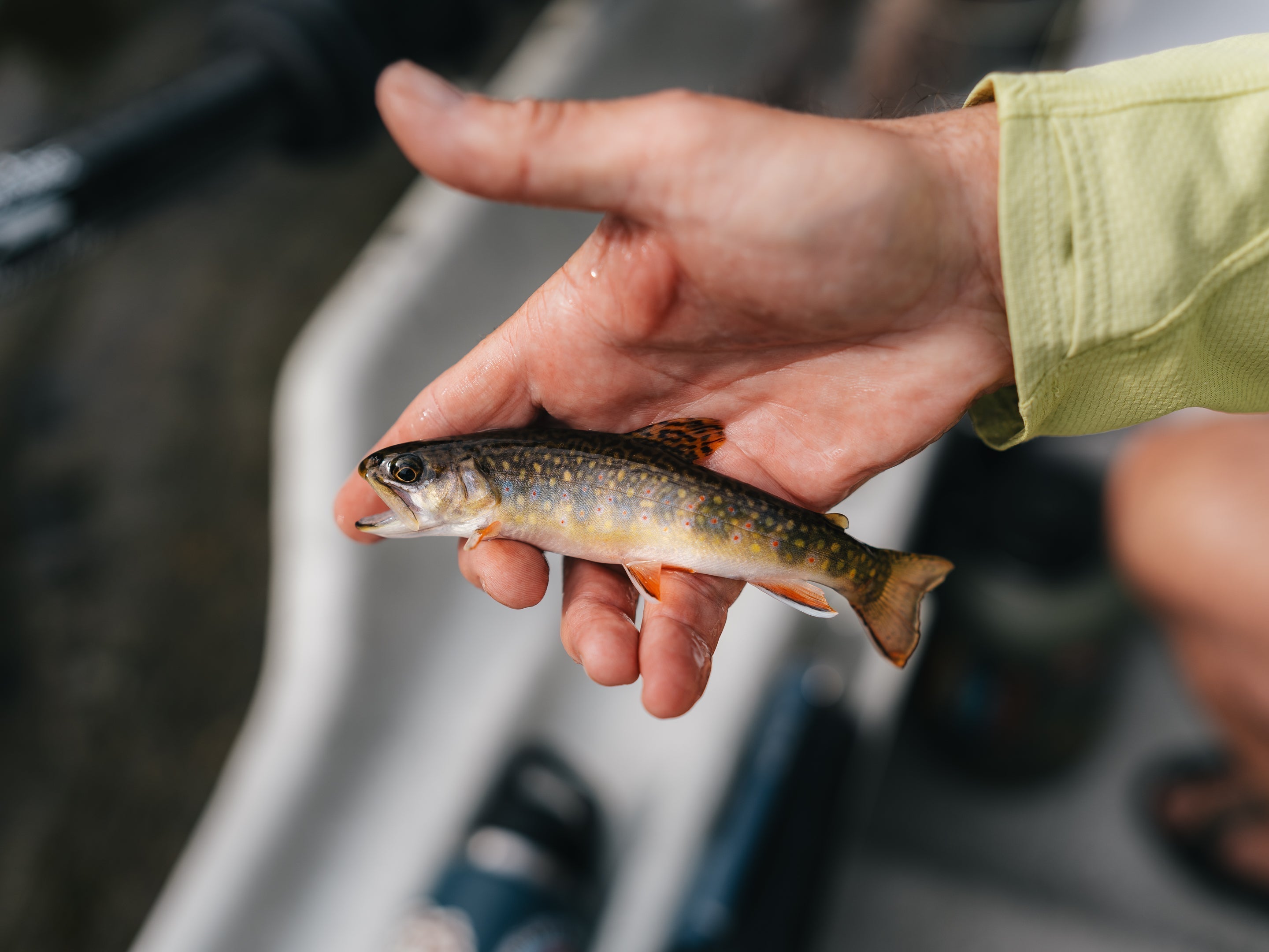 Fishing Report 9/19/25 – The Northern Angler Fly Shop