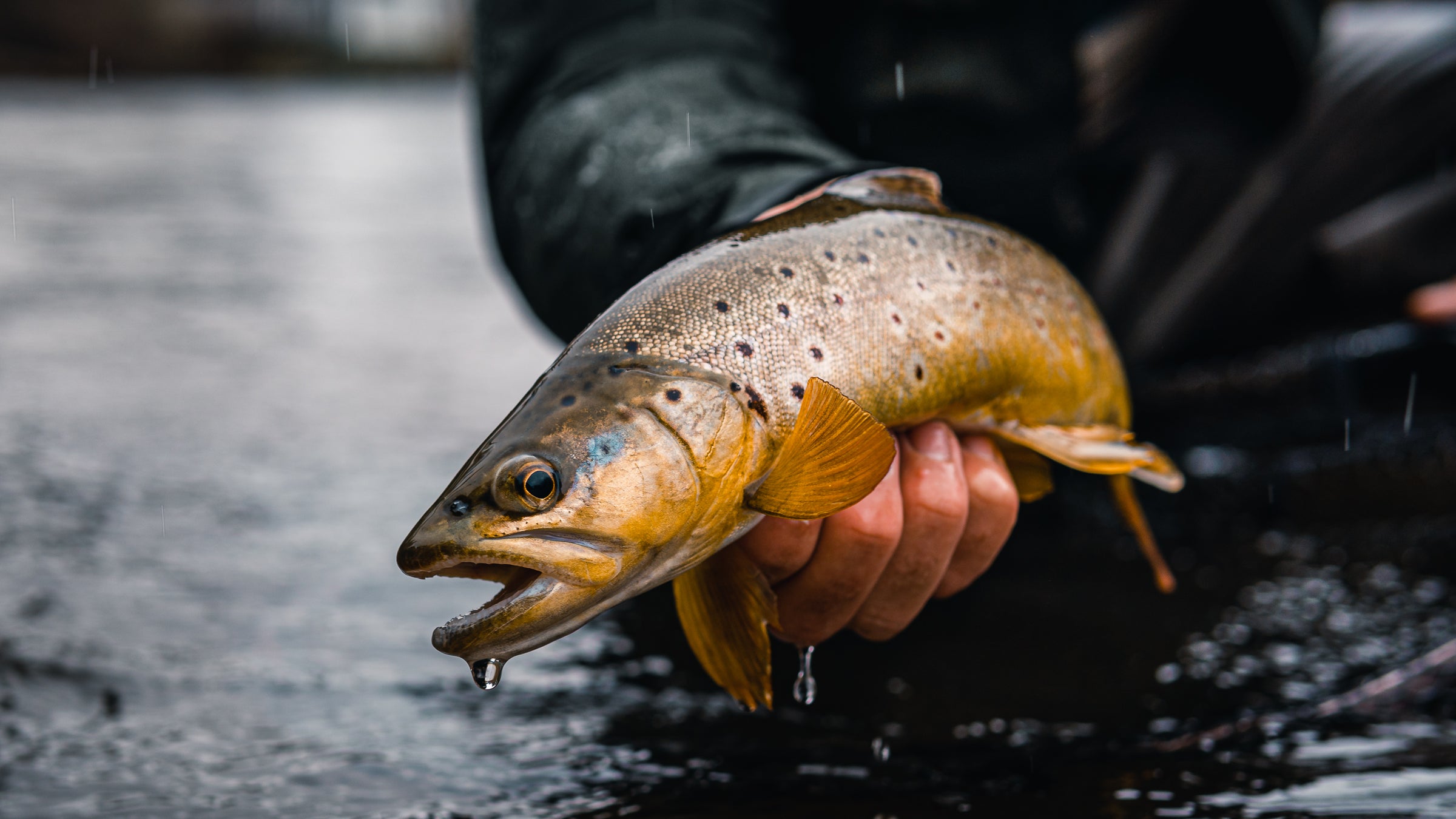The Northern Angler | Northern Michigan Fly Fishing – The Northern ...