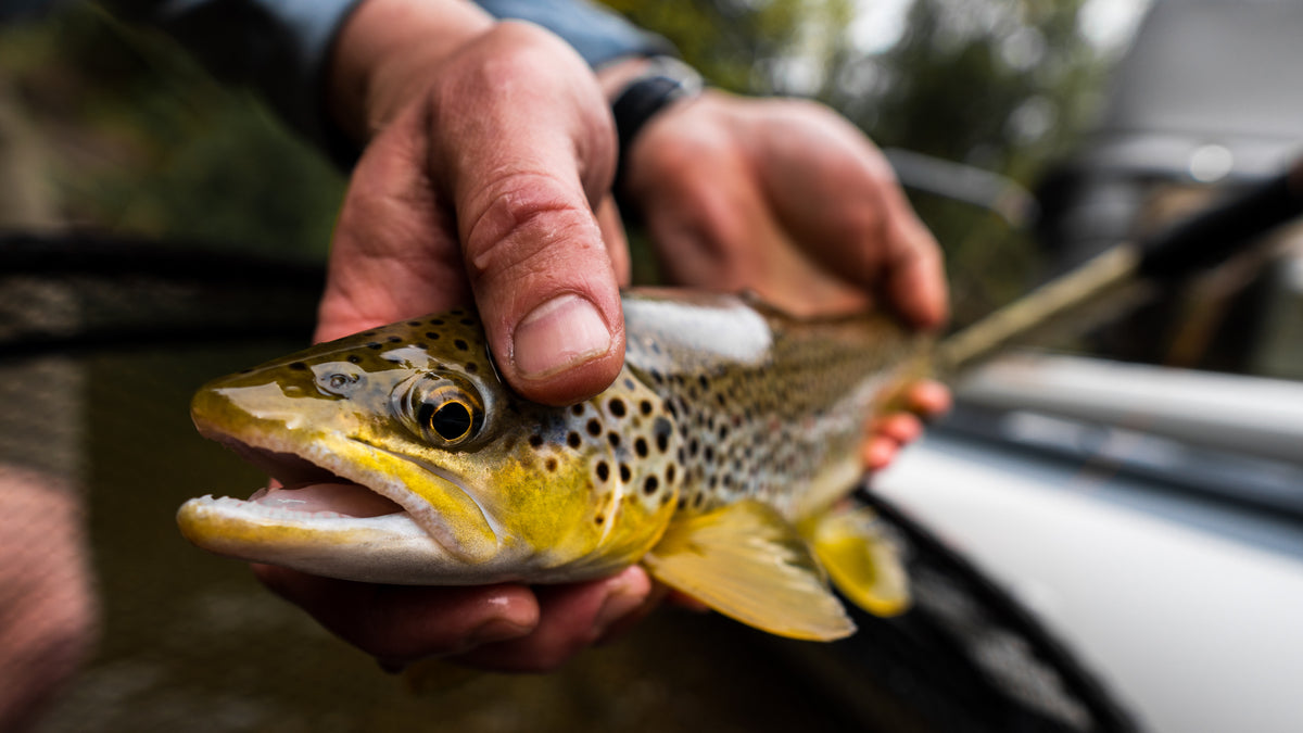 The Northern Angler | Northern Michigan Fly Fishing – The Northern ...